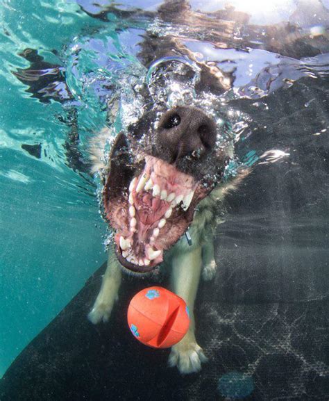 German Shepherd With Straight Leg Syndrome Has Photoshoot Of A Lifetime