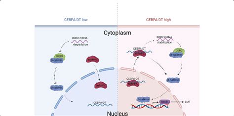 Proposal Schematic Pathway Illustrated The Role Of Cebpa Dt In The