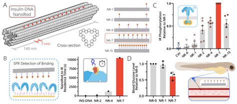 Hybrid Dna Insulin At Gerald Fernandez Blog