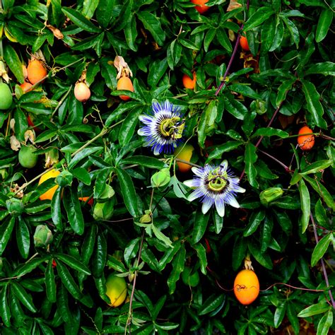 Passiflora Caerulea Blue Passion Flower In 2l Pots Tasty Edible Fruit Beechwoodtrees