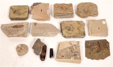 Fossilized Insectsbugs 150818