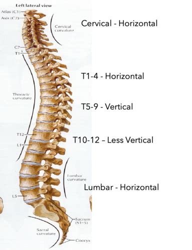 Module 3 Blocks Flashcards Quizlet
