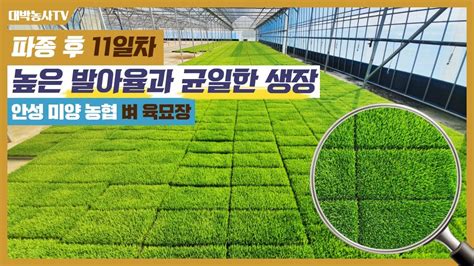대박농사tv 28 벼 육묘 2편 경기도 안성시 미양농협 육묘장 파종 후 11일차 영상입니다 펜타키프맥스 볍씨 소독시 침종처리하여 균일한 생장 영상입니다 펜타키프