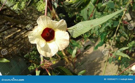 Flower Stock Image Image Of Assam Called Mura Assamese 132054271