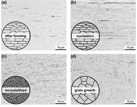 30 Microstructure Of A Specimen After Rotary Swaging With U 322 A Download Scientific