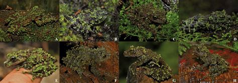 Comparison Of Specimens Of Theloderma Bicolor From Different Download Scientific Diagram