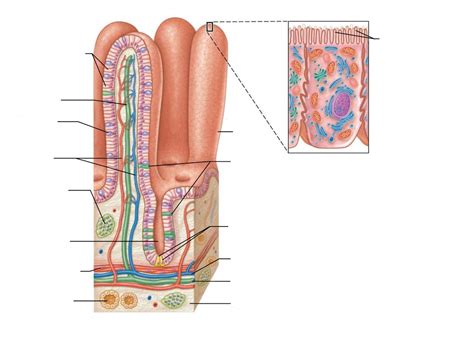 Villus Anatomy Diagram Quizlet