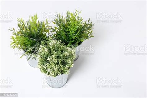 텍스트에 대한 카피 스페이스와 흰색 배경에 작은 장식 금속 양동이에 세 신선한 녹색 식물 0명에 대한 스톡 사진 및 기타 이미지 0명 개념 금속 Istock
