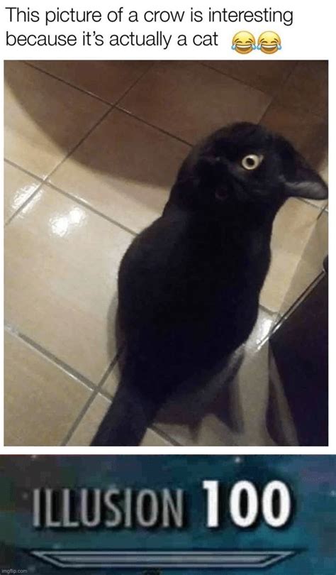 Cat D Meme By Agentp Memedroid