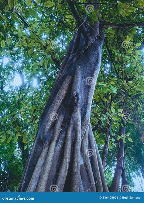 An Old Tree With Sticking Out Roots Stock Photo Image Of Tree Sticking