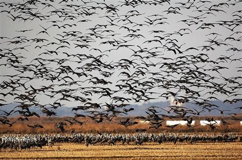 서산시 천수만에 몰려든 흑두루미 무리 ‘장관