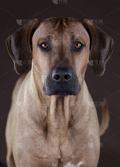 罗德西亚脊背犬 狗 雄性动物 津巴布韦 垂直画幅 褐色 纯种犬 牧羊犬 动物身体部位 黑色