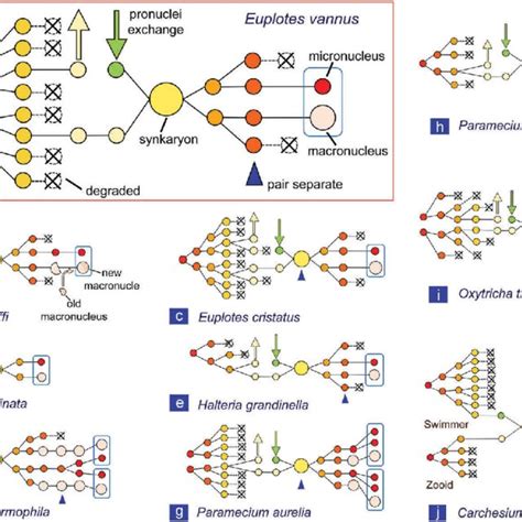 Morphology And Life Cycle Of Euplotes Vannus A B Ventral Side Of A