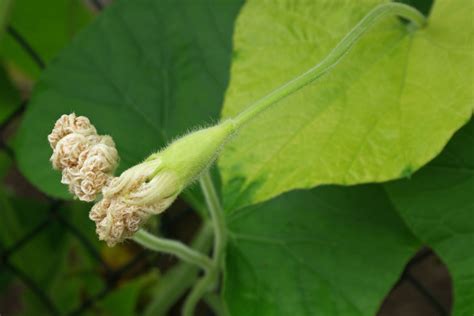 Lagenaria siceraria cv.