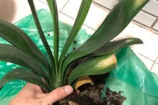 How To Propagate Clivia By Seed Division The Plant Aide