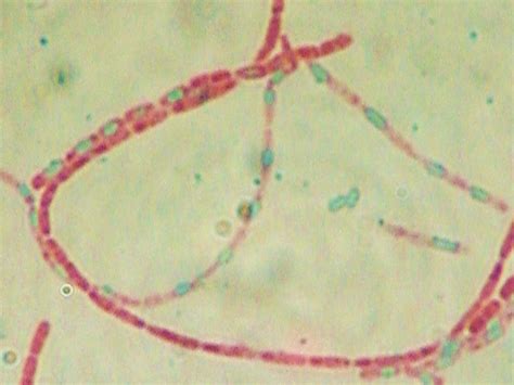 Bacillus Subtilis Endospore