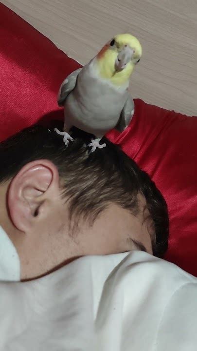 Acordando O Papai Youtube