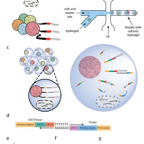 Pdf Droplet Based Single Cell Rna Sequencing Of Bacteria Identifies