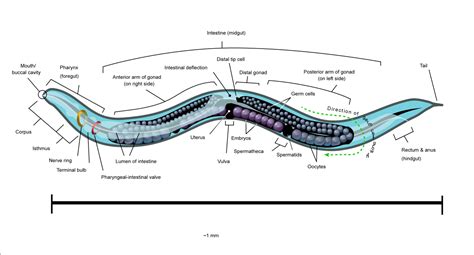 Scrum 的三个角色及其职责详解
