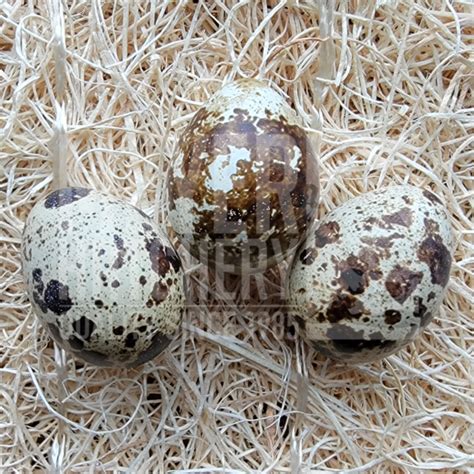 Jumbo Egyptian Coturnix Quail Hatching Eggs