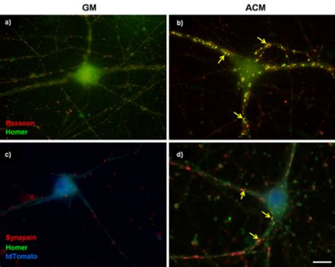 Representative Synaptic Staining In Purified Rgcs A And B 3 Days In
