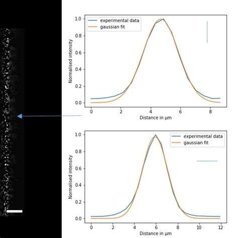Xy Plane Of The Selected Roi And The Corresponding Intensity Profiles Download Scientific