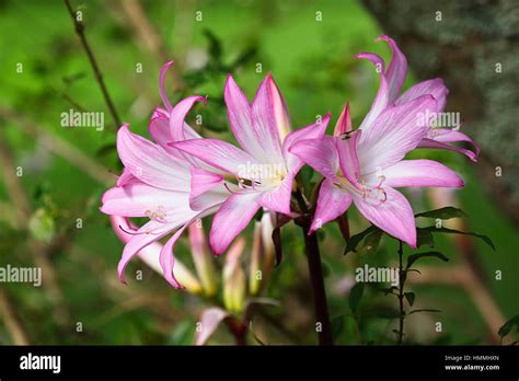 Belladona Lily Amaryllis Belladonna Flowers Cornwall England Uk
