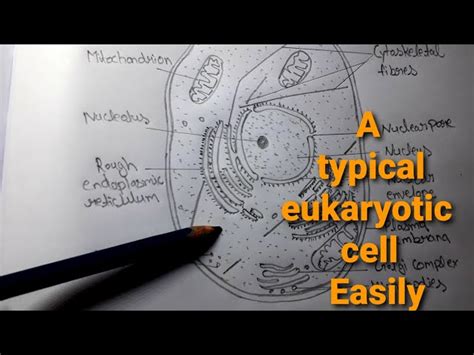 Labeled Eukaryotic Cell Drawing