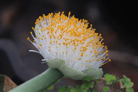 Гемантус: уход в домашних условиях, цветение и размножение, фото