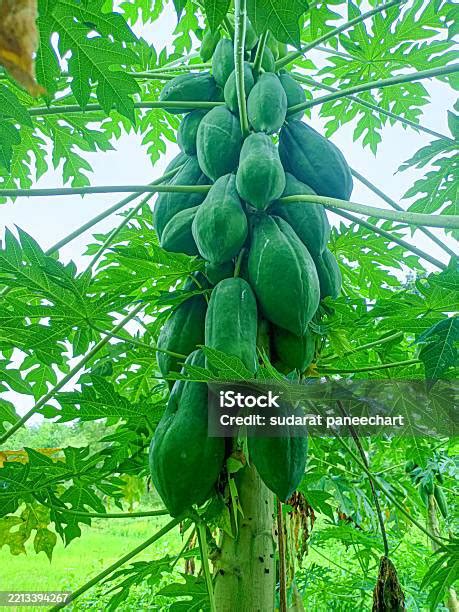 파파야 나무 파파야 열매 파파야 잎 나무 잎 자연 익은 파파야 원시 파파야 0명에 대한 스톡 사진 및 기타 이미지 0명 건강한 식생활 과일 Istock