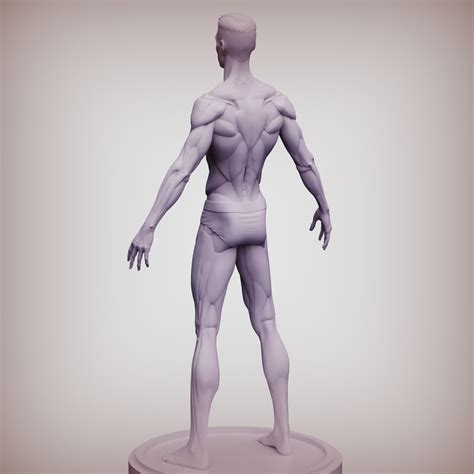 3d Man Anatomy Constructor Transhumanist Turbosquid 2210095