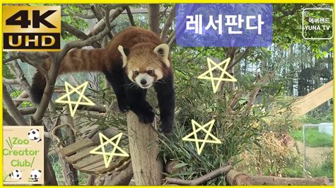 [에버랜드 4k] 판다월드 레서판다 2023 04 16 Youtube