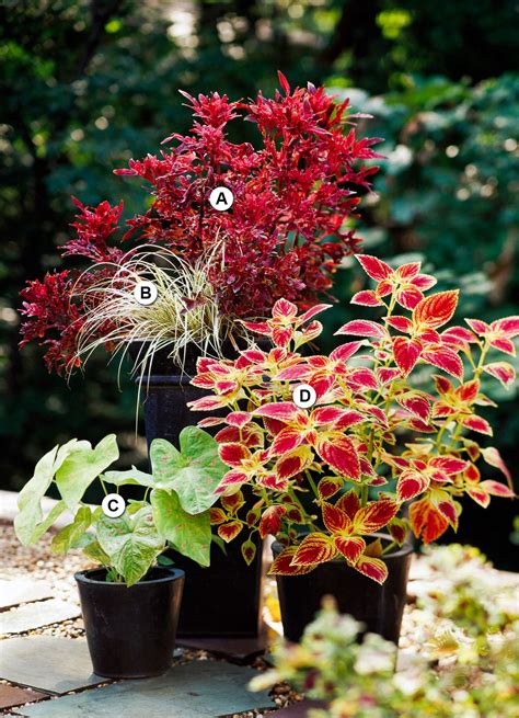 Best Container Plant Designs At Anna Kiefer Blog