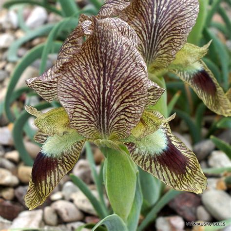 Iris Sari