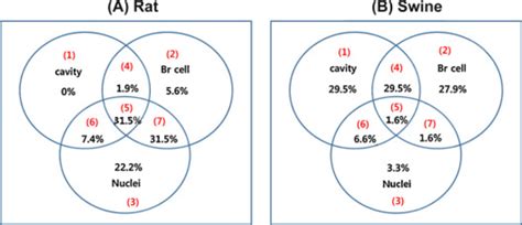 Morphological Pattern Analysis A Rat And B Swine A Total Of 54
