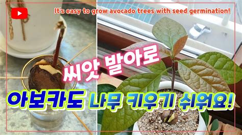아보카도 씨앗발아 아보카도 나무 키우기 쉬워요 Its Easy To Grow Avocado Trees With Seed Germination Youtube