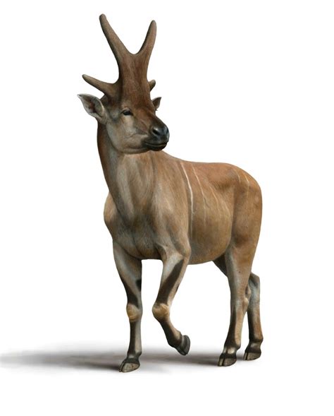 Bramatherium Dinopedia Fandom Powered By Wikia