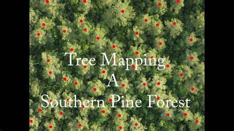 Pine Tree Counting Using Drone Youtube