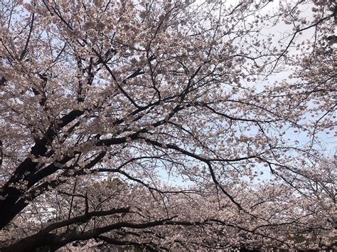 おめでとう〜 私の暮らし