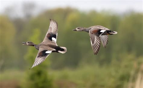 Duck Migration The Incredible Journeys Of Waterfowl