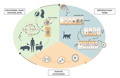 toxoplasmosis gondii life cycle