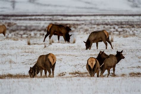 New Mexico Cow Elk Hunts Sportsmans Edge Hunts