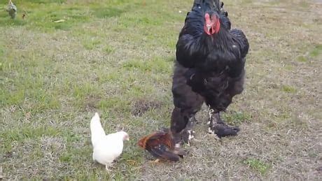 A Black Chicken Standing Next To A White Chicken On Top Of A Grass