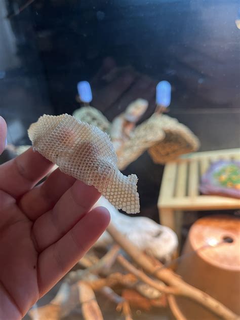 Belly Scalessss Rbeardeddragons