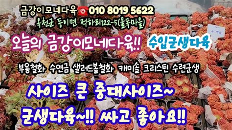 사이즈좋은 중대사이즈 묵둥이군생수입군생 인기품종입고부용군생 수연금 수연군생 원종레드길바 캐미솔 샐러드볼철화등수입다육 Youtube