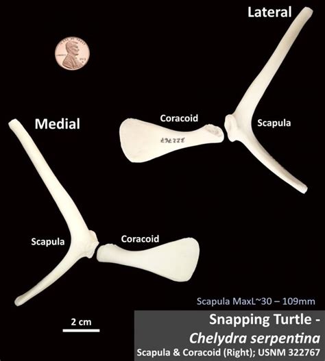 Common Snapping Turtle Scapula Osteoid Bone Identification