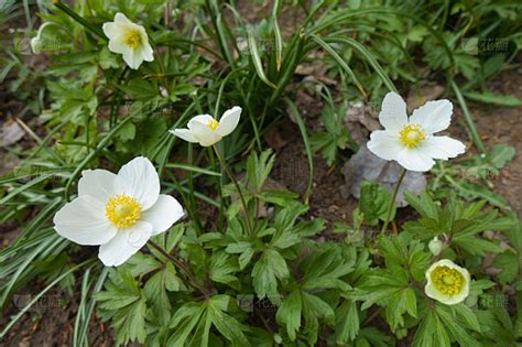 四月里，樱草银莲花开了一半的白色花朵