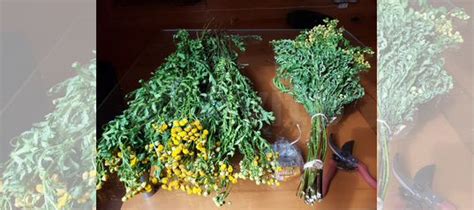 Пижма для бани "Долголетие" купить в Москве | Хобби и отдых | Авито