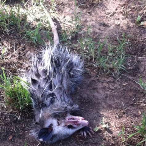 Squirrel Project Noah