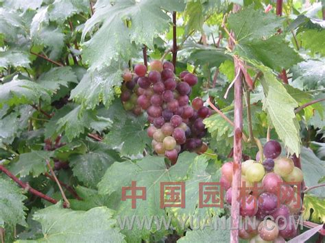 爬山虎